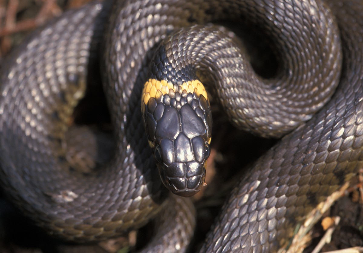 Natrix natrix, Grass Snake